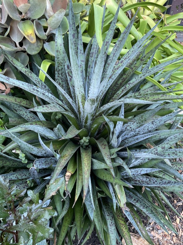 Designer Growers Network - A great way to find interesting plants